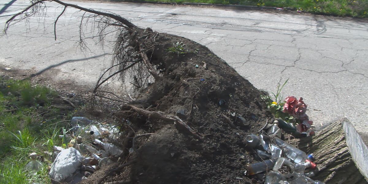 Tree troubles plague Cleveland neighborhood Tree troubles plague Cleveland neighborhood